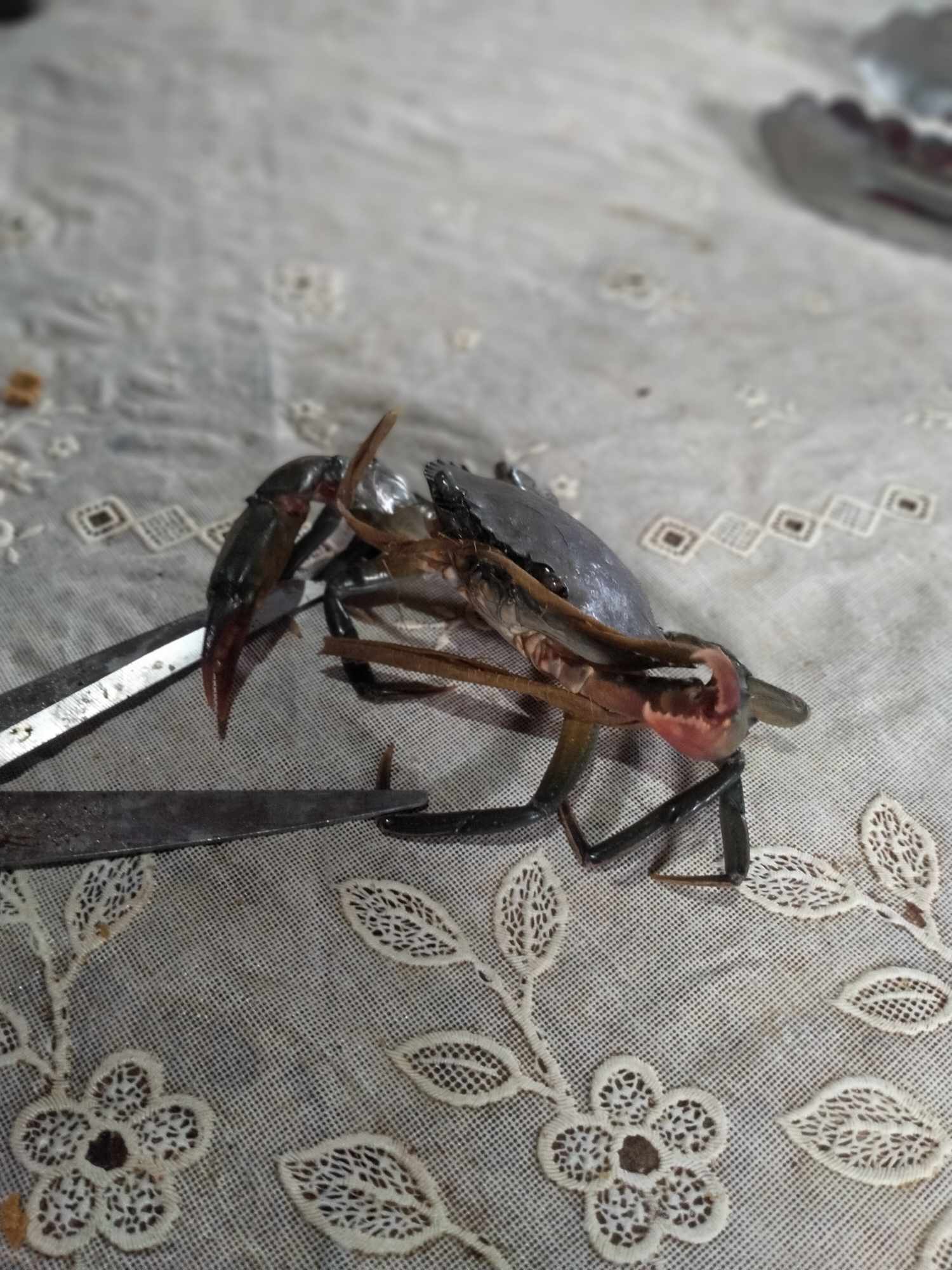 Crab Object Detection Dataset By Recipe3