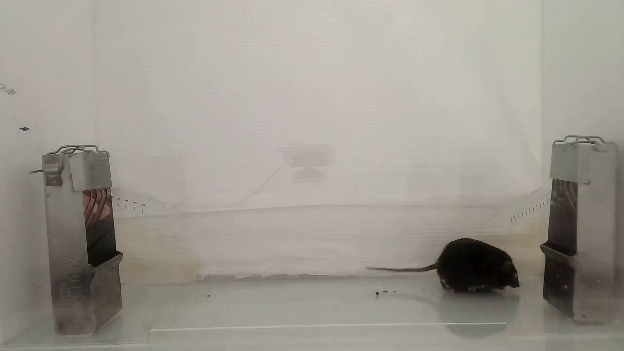 Amans Mouse Pose Estimation via GCNN - Roboflow Universe