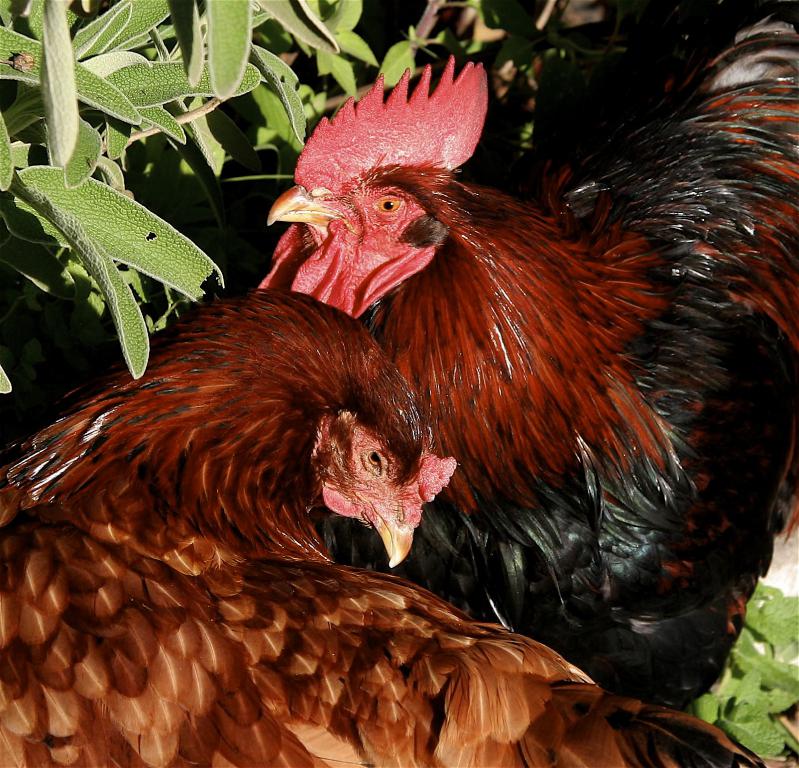 Cattle Object Detection Dataset by CVuniproject