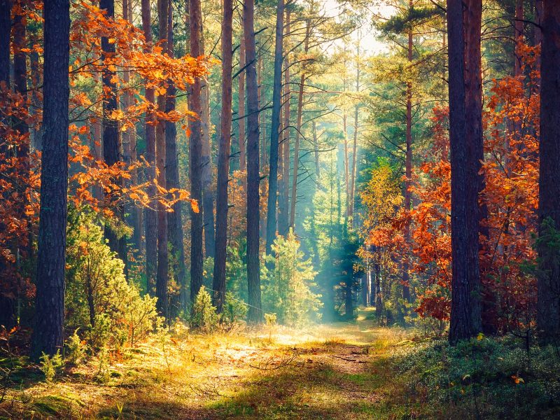 Forest Fire Detector (NF) Object Detection Dataset by Robotique