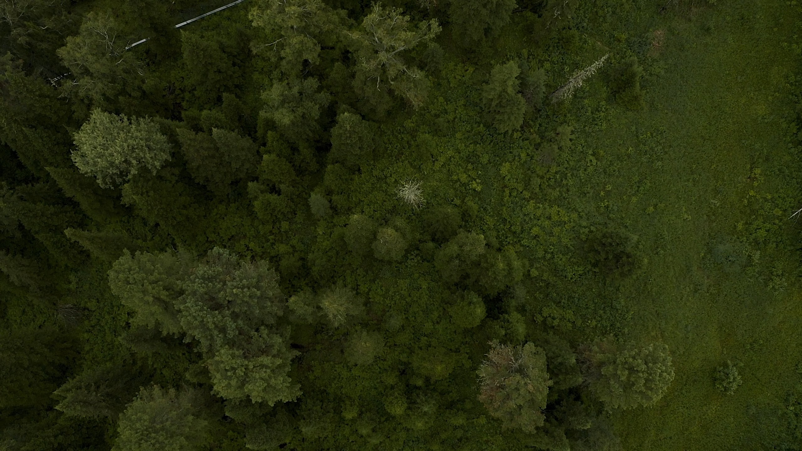 Forest Fire Detector 3 Object Detection Model by Robotique