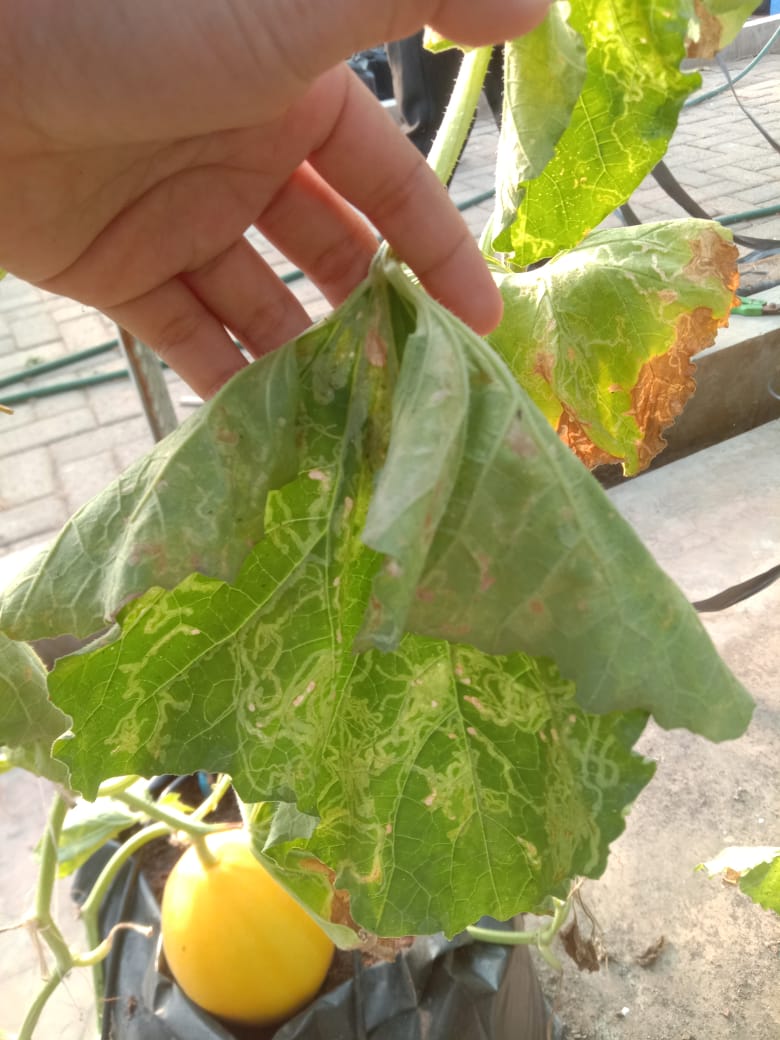 Tubes SIP Object Detection Model by Tubes Daun Melon Fiks