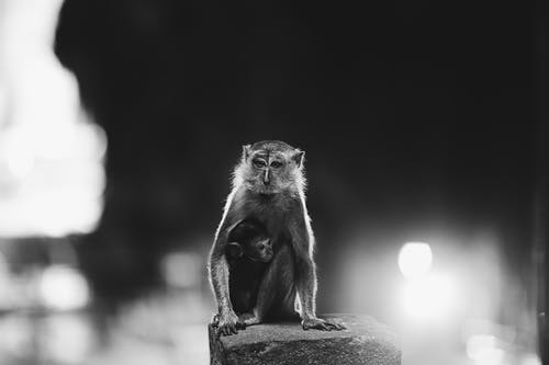 Monkey Object Detection Dataset by Arco