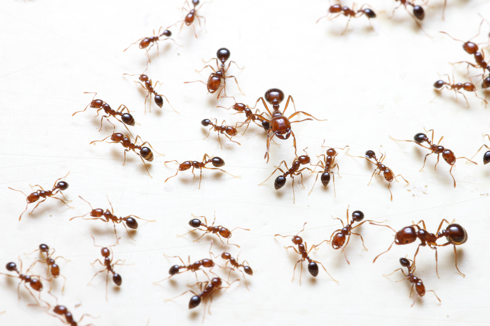 fire_ant_paving Object Detection Dataset by Solenopsistracking