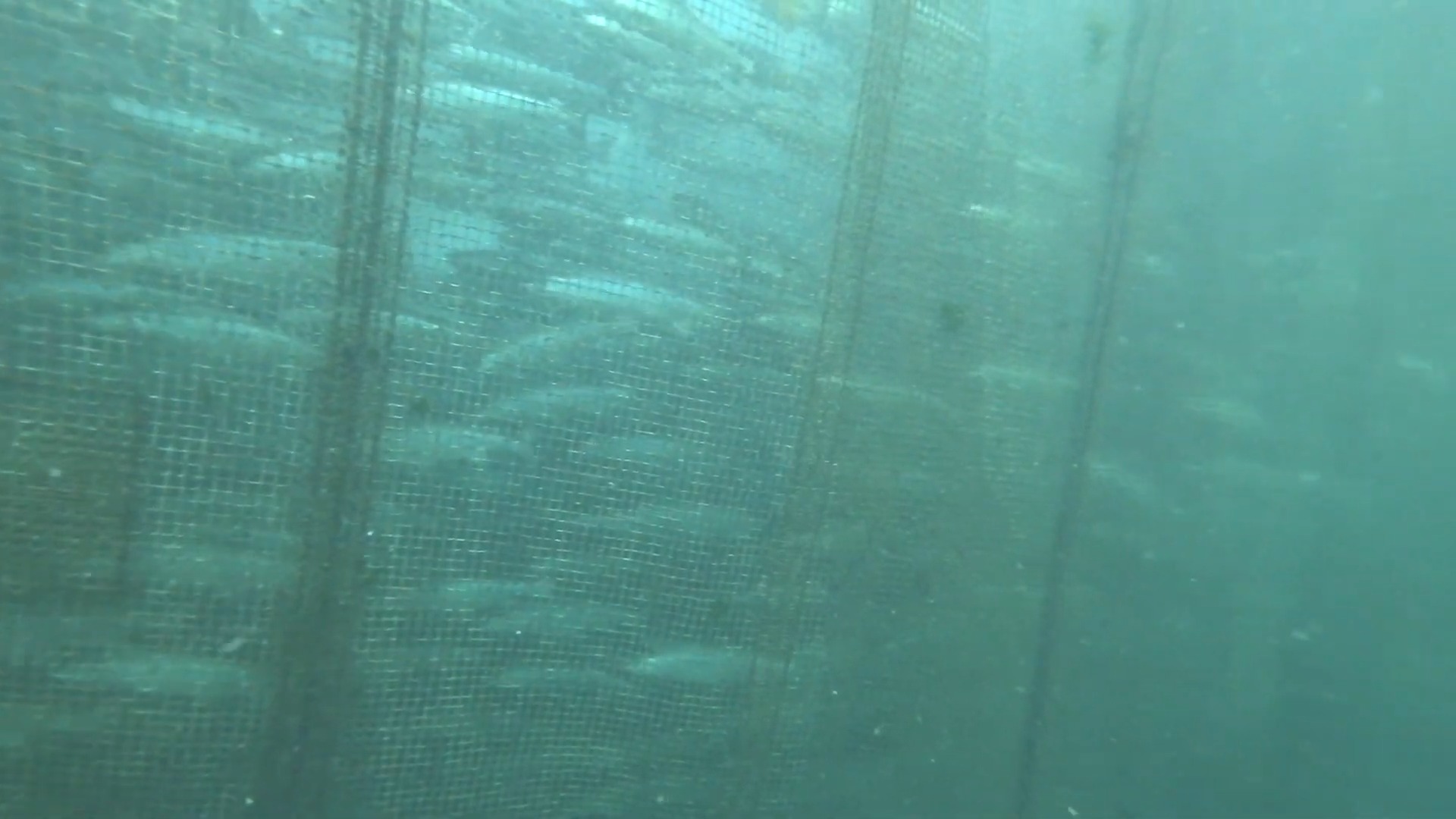 Original+GAN_nets Object Detection Dataset and Pre-Trained Model by ...