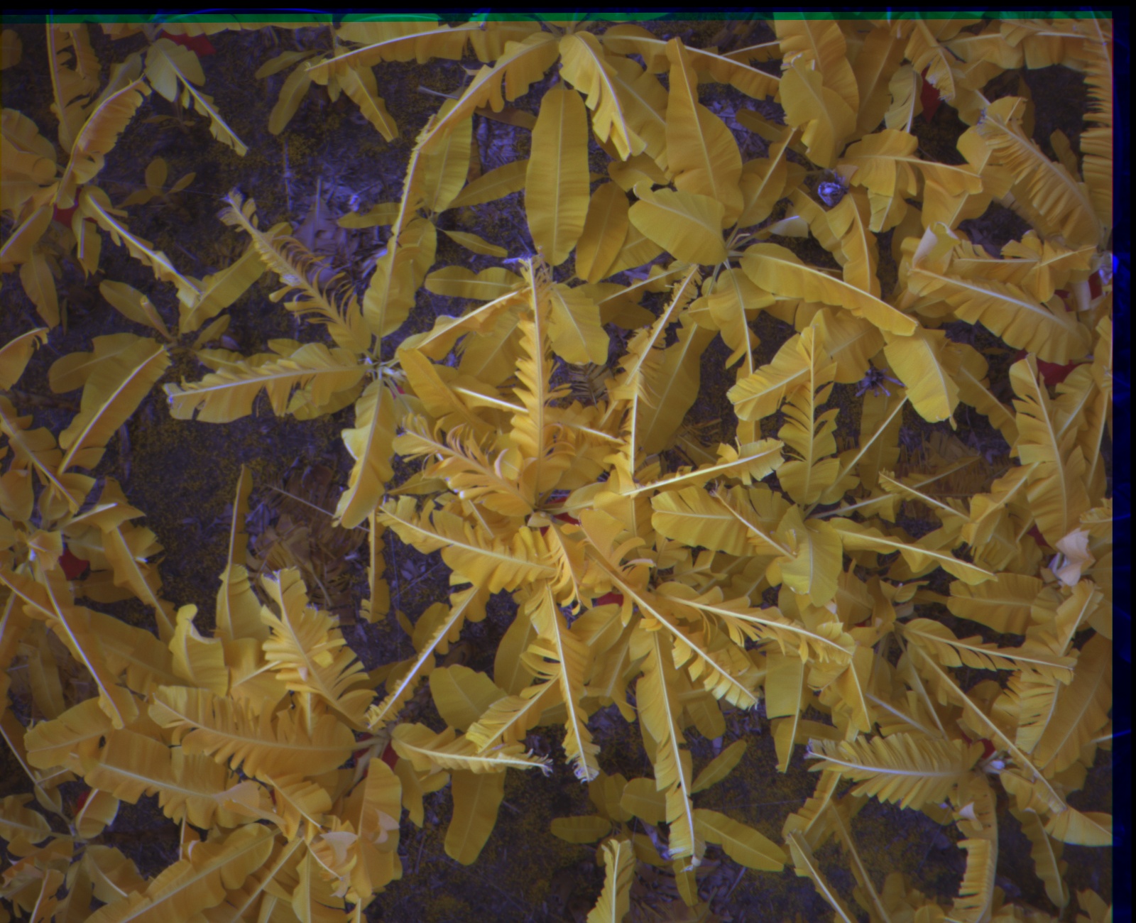 R_REG_NIR_data2 Object Detection Dataset by Tesis