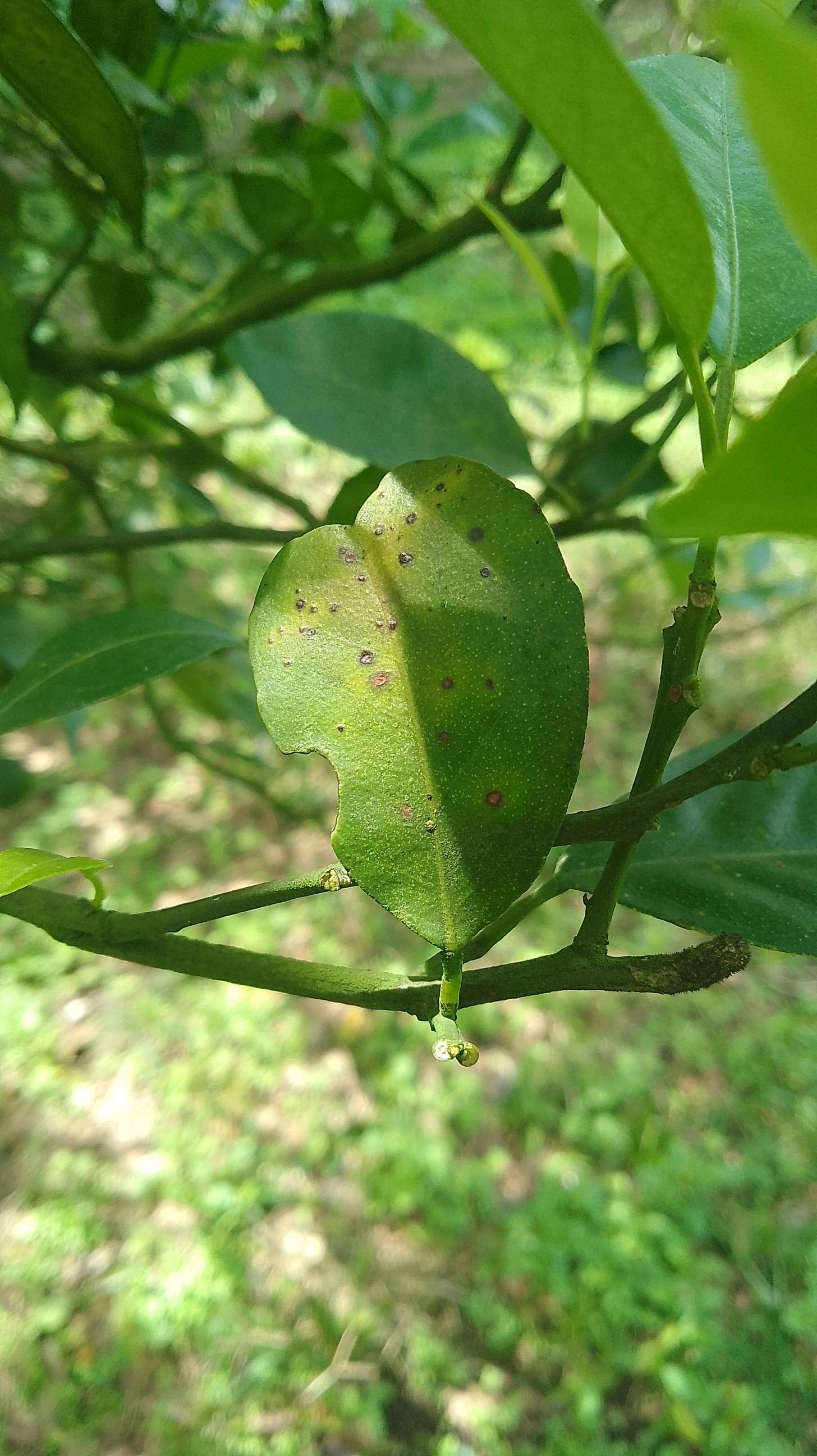 Citrus Disease2 Object Detection Dataset by CitrusDeResearch Citrus Disease2 Object Detection Dataset by CitrusDeResearch