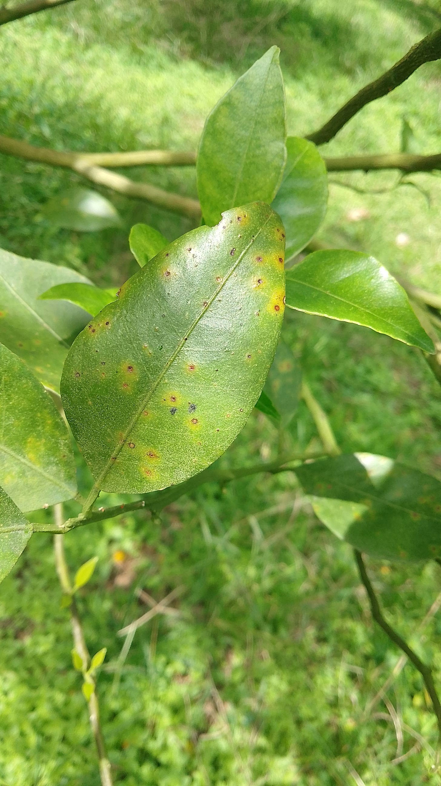 Citrus Disease Object Detection Dataset And Pre Trained Model By