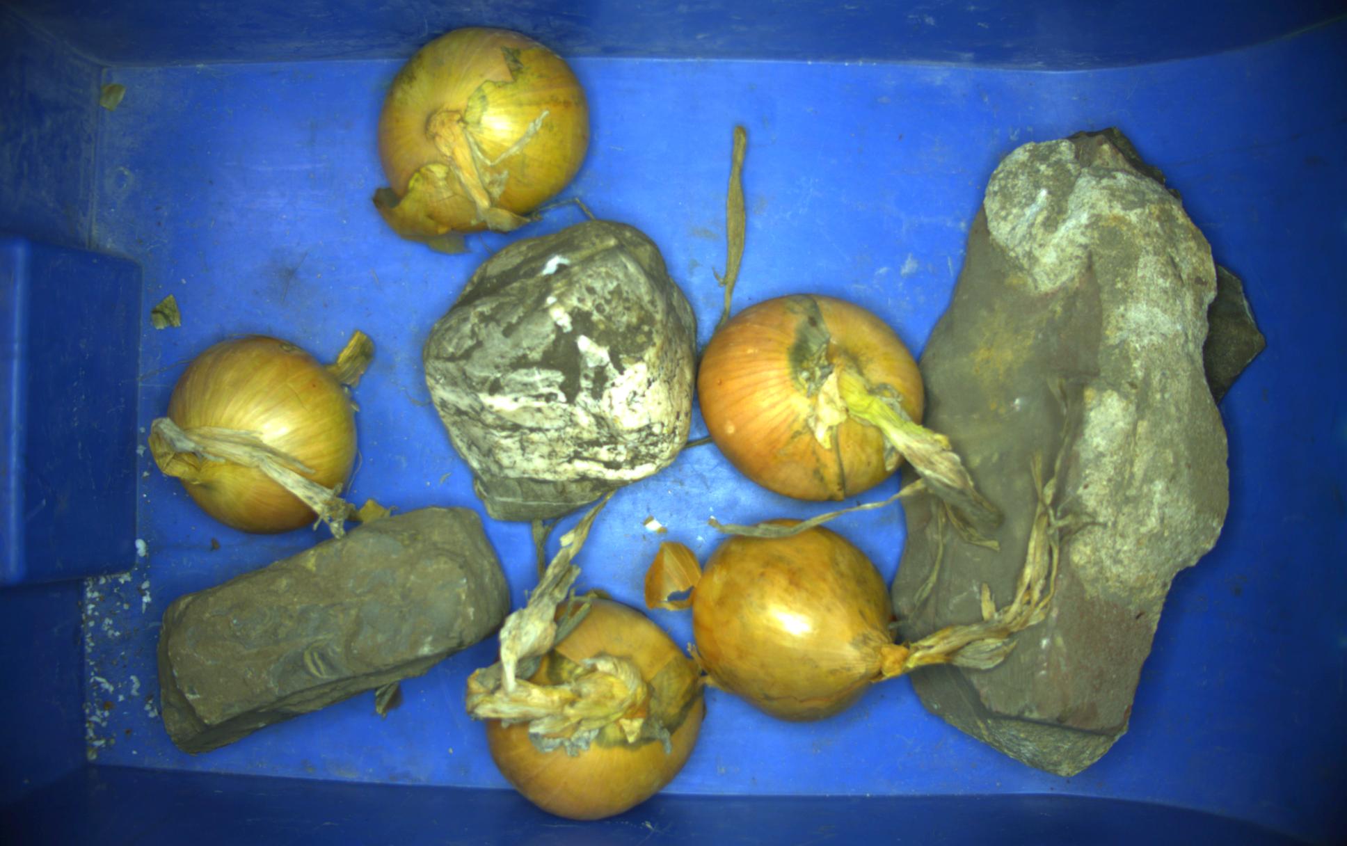 onion Object Detection Dataset by onion