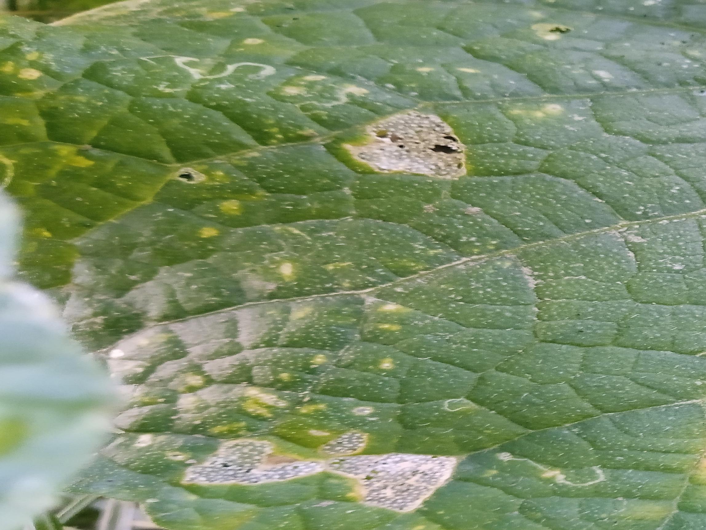 Melon Disease Segment Instance Segmentation Dataset and Pre-Trained Model by Music