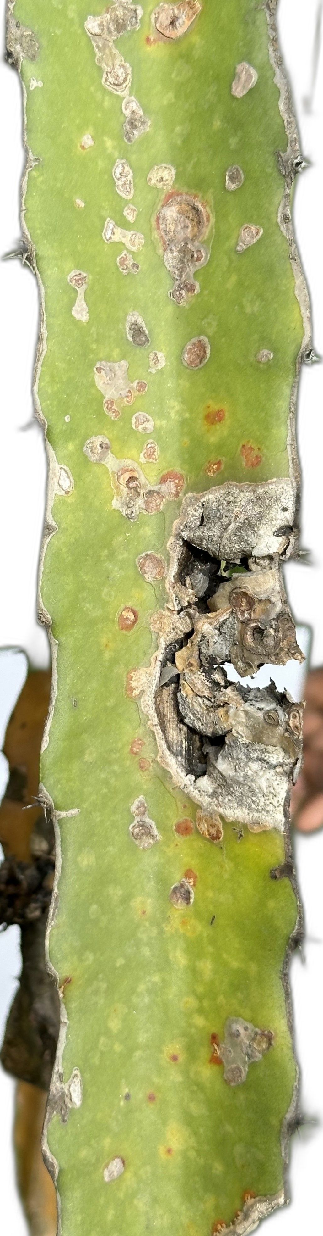 DRAGON Classification Dataset and Pre-Trained Model by dragonfruit