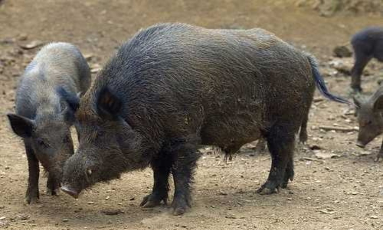 Boar Dataset Object Detection Dataset by Dmitry Nasonov