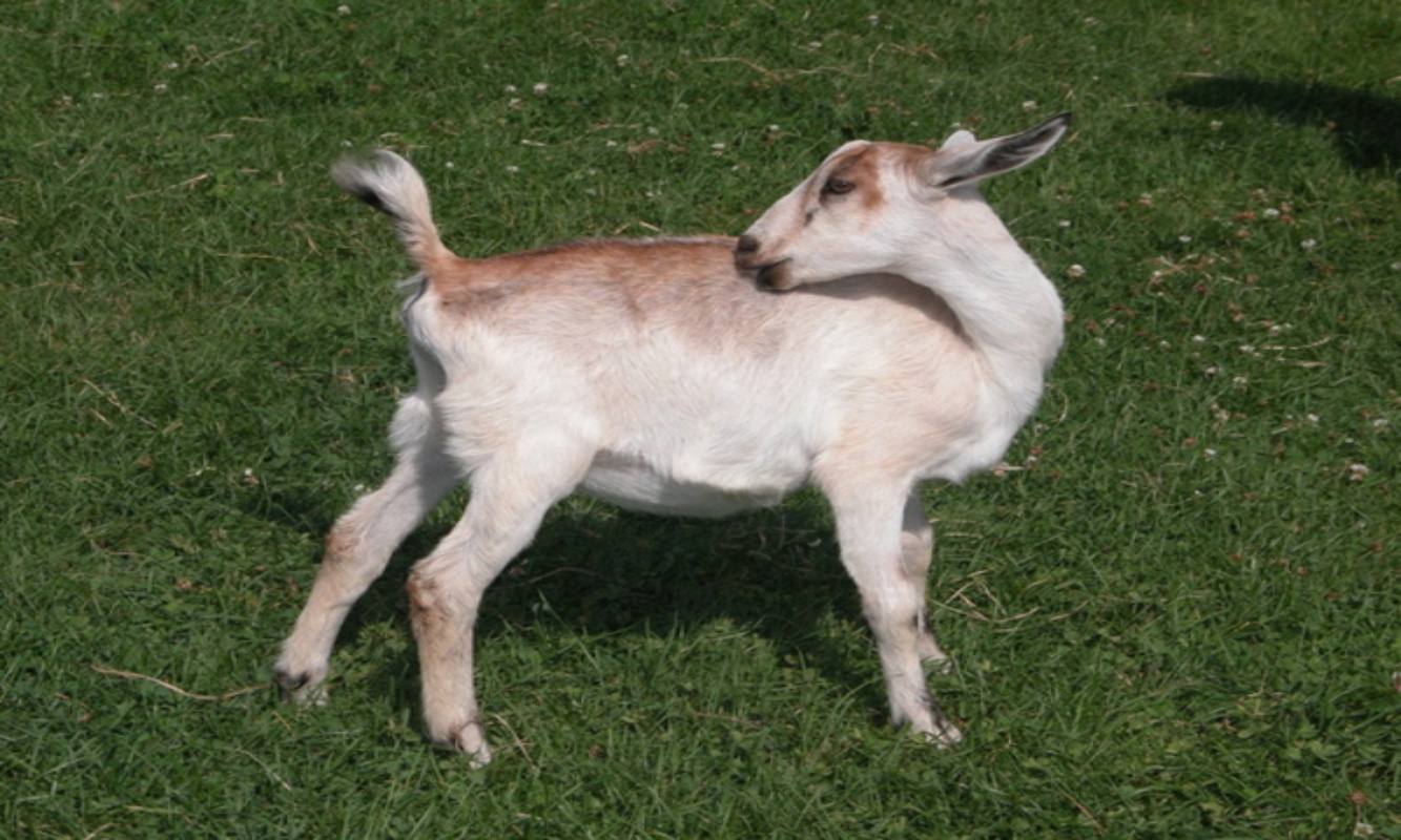 Goat Dataset Object Detection Dataset By Dmitry Nasonov