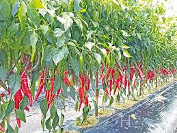 pepper Object Detection Dataset by insaengleaf