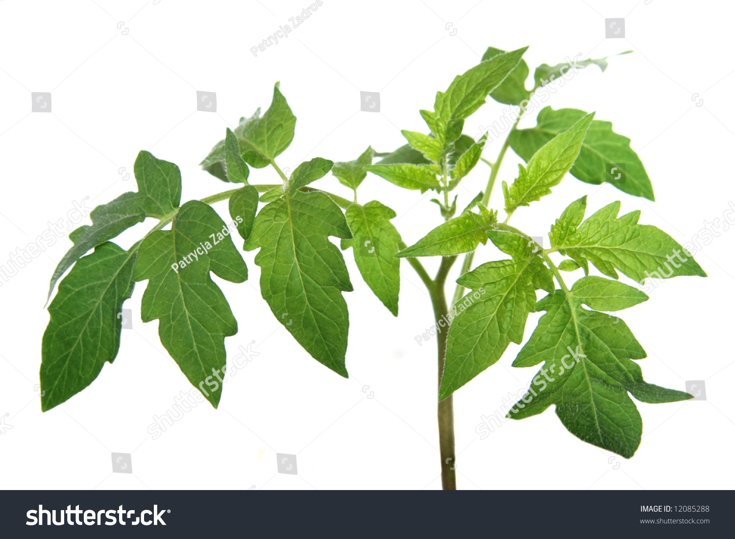 Tomato Leaf Disease Object Detection Model By Test 3