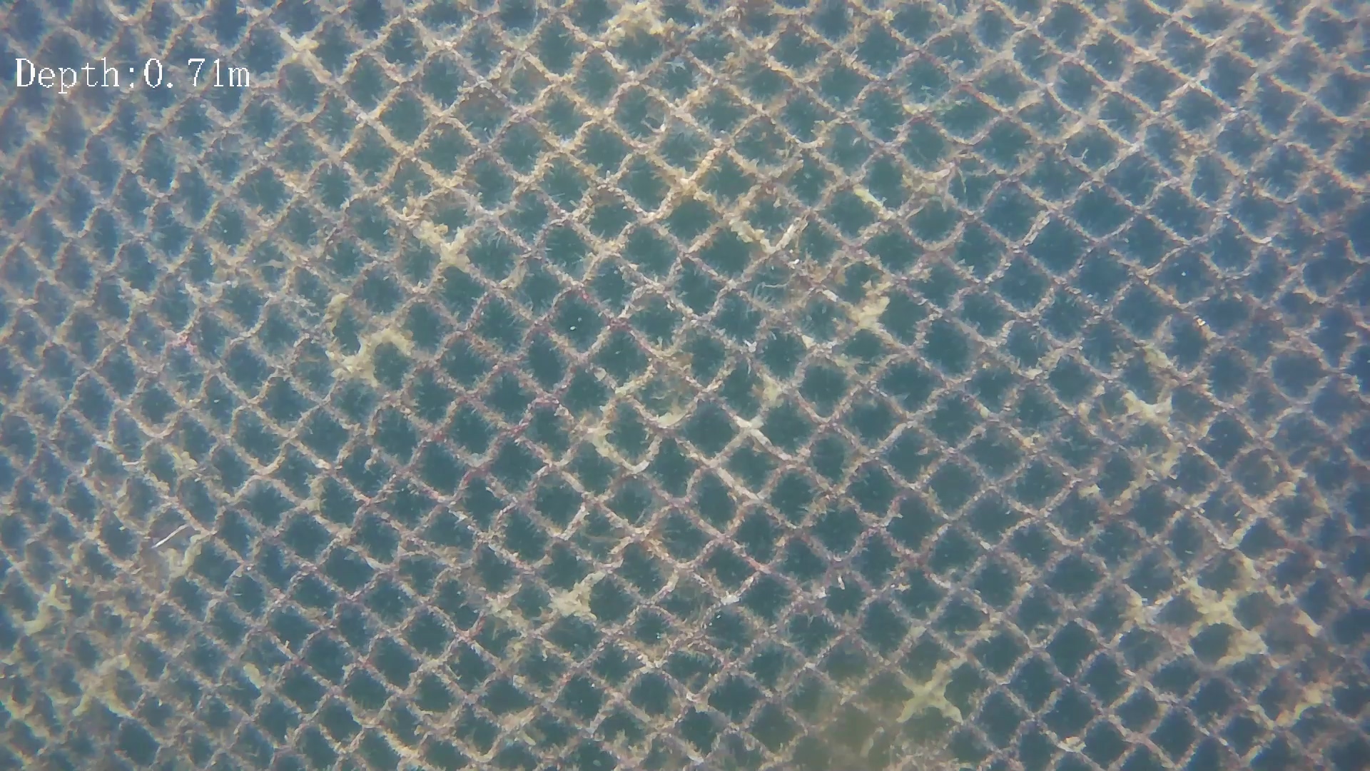 netimage Instance Segmentation Dataset by baek