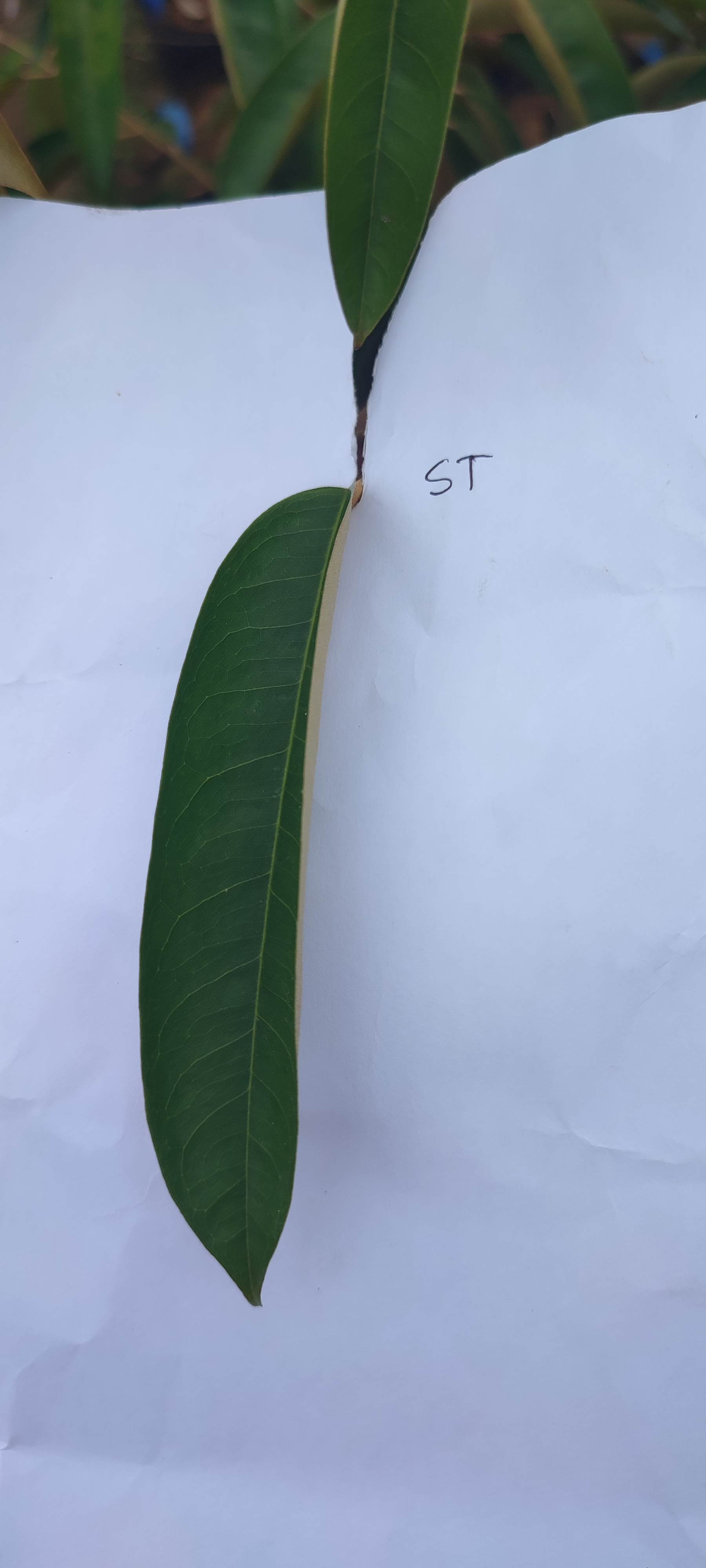 Durian leaf Object Detection Dataset and Pre-Trained Model by watchara love kmitl