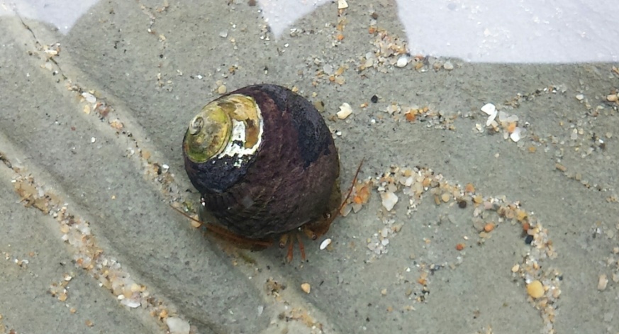 TidalNow Object Detection Dataset by ripObject