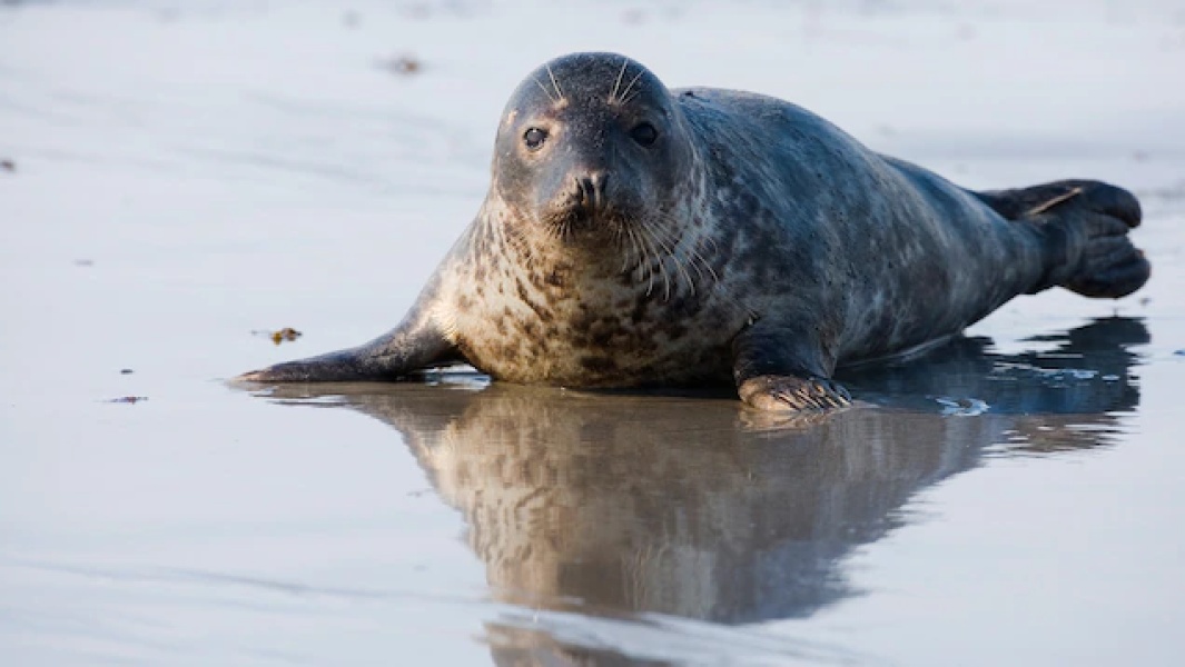 seal_sealion Object Detection Model by ripObject