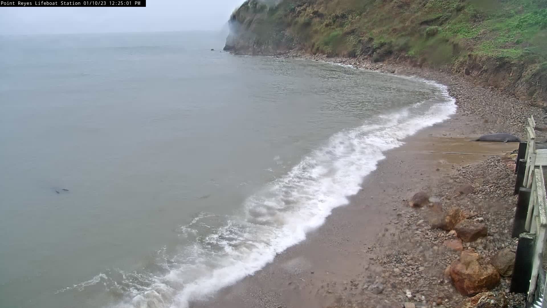 Seal Det Object Detection Dataset By Ripobject