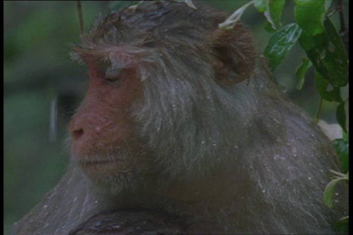 Macaque Project 1 Object Detection Dataset by new-workspace-lau9f