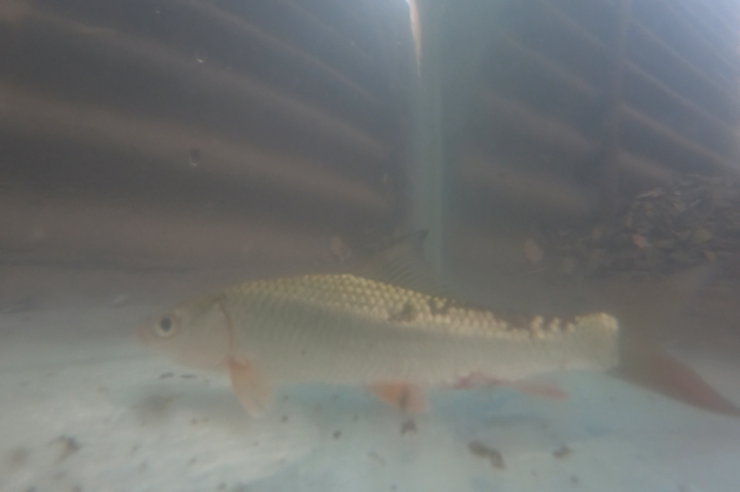 How to Use the Underwater Fishes Object Detection API