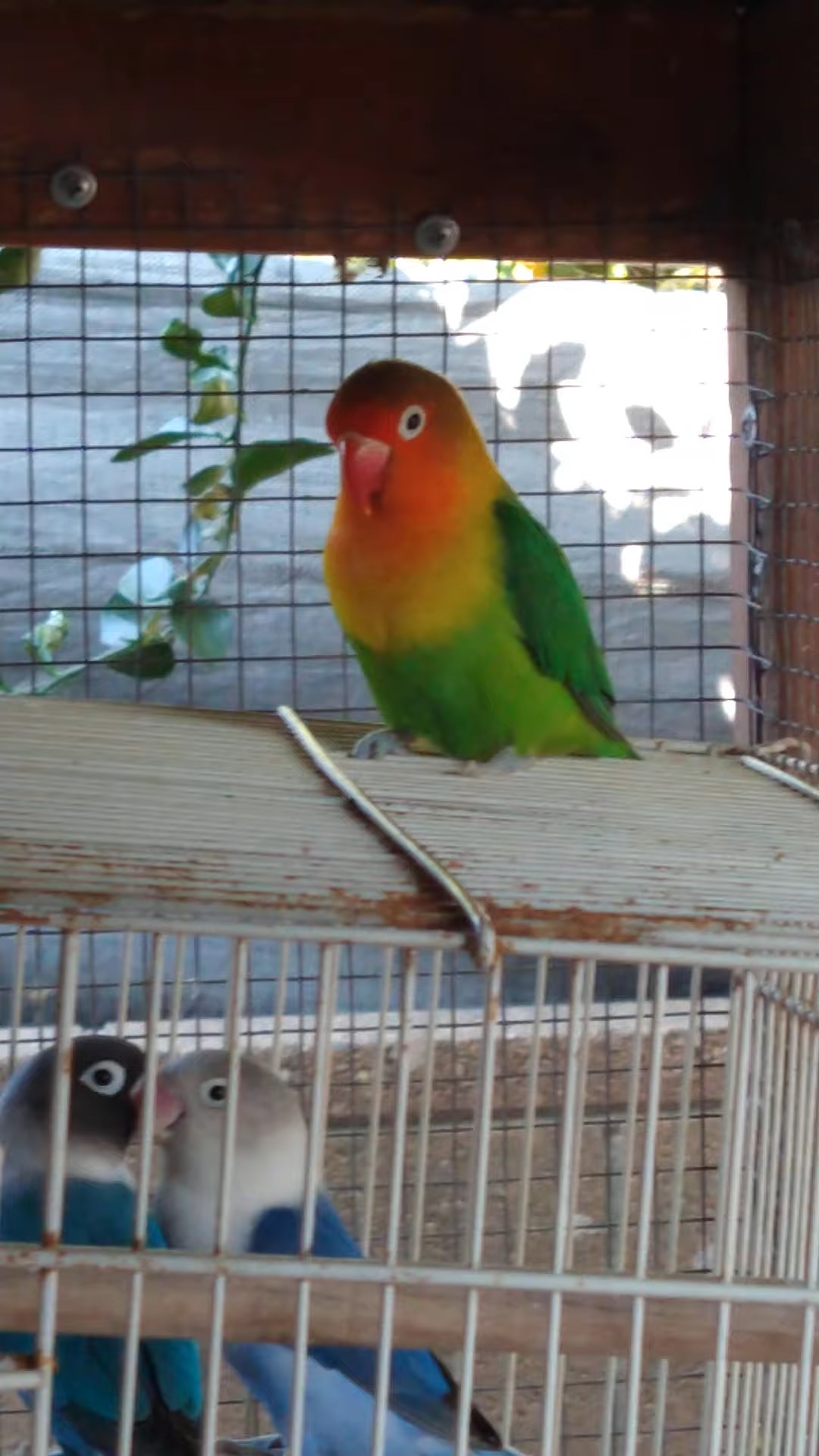 bird Object Detection Model by Robosub