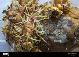 OPTIFRUIT Object Detection Dataset by fruits