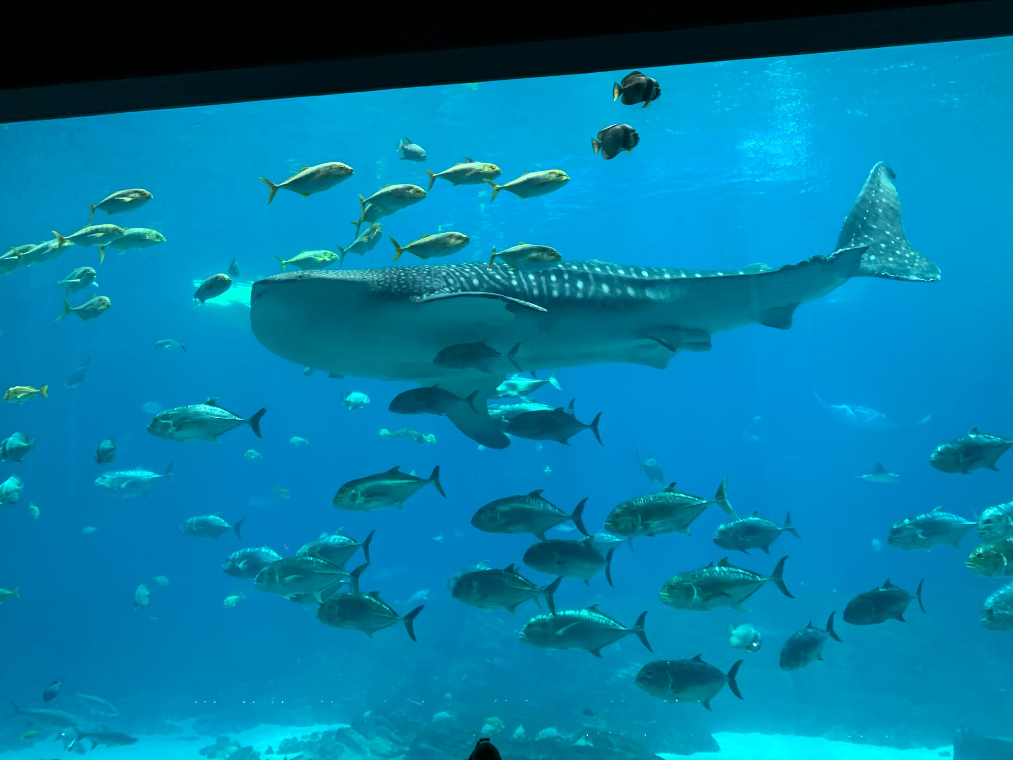 Aquarium Instance Segmentation Dataset by PokePortfolio