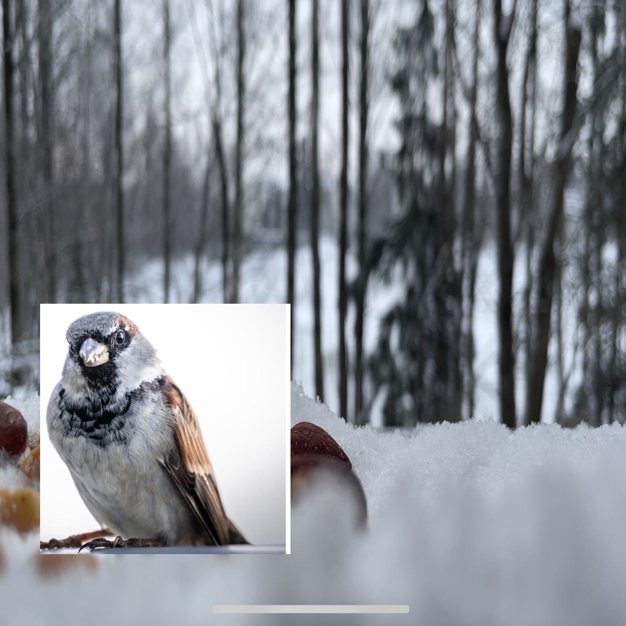 How to Use the Bird feeder Object Detection API