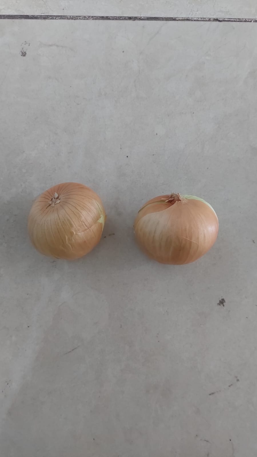 Onion Shape Instance Segmentation Dataset and Pre-Trained Model by Onion