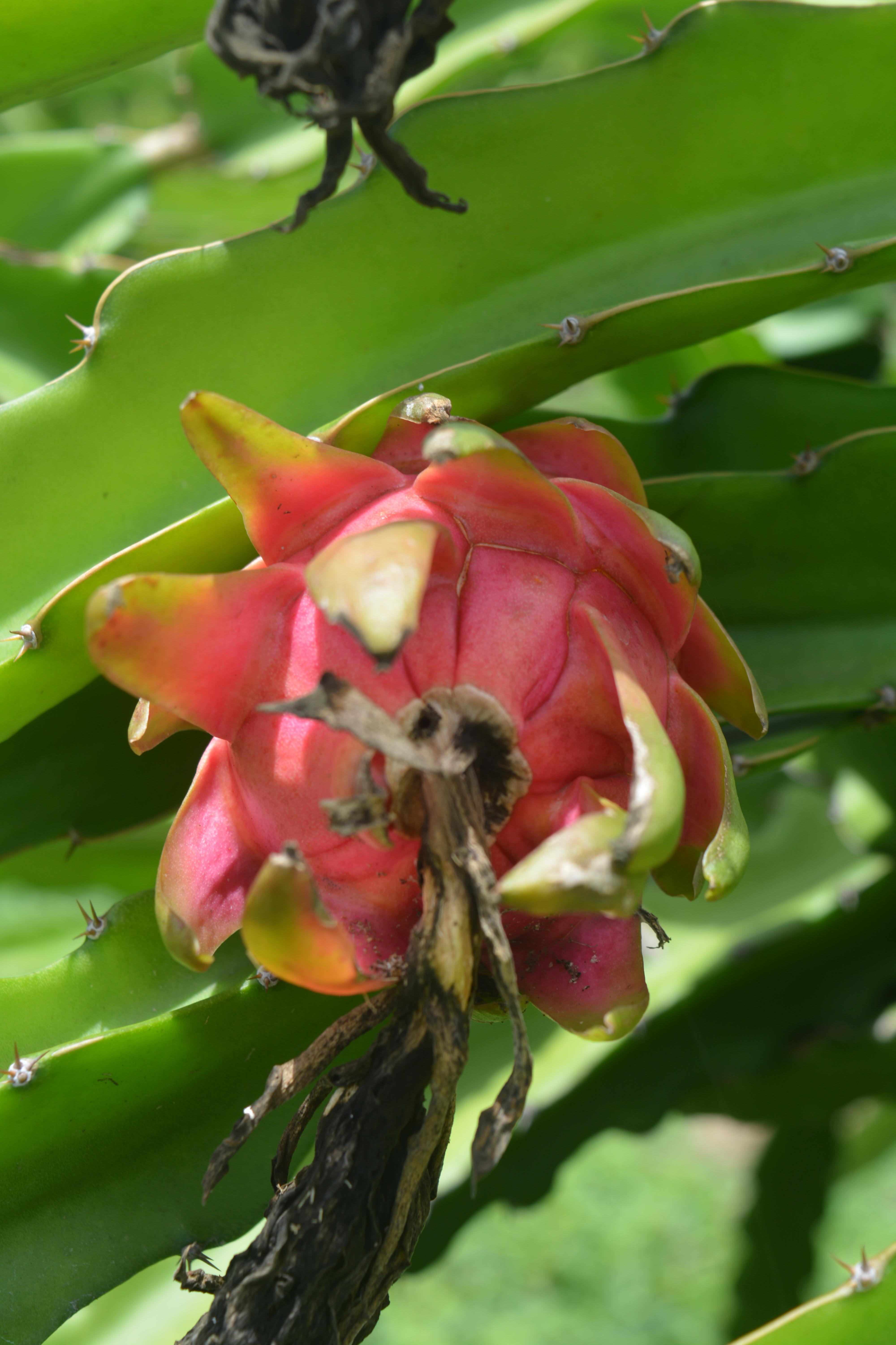 Dragon Fruit Maturity Detection Object Detection Dataset By New