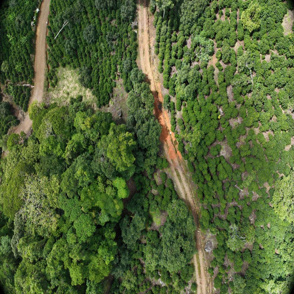 Cafe CEUNES + ICAFE yolov8 s/obb Object Detection Model by Cafe