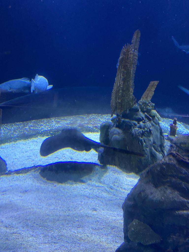 tinkeshunderwaterobjectdetection Object Detection Dataset by Underwater ... tinkeshunderwaterobjectdetection Object Detection Dataset by Underwater ...