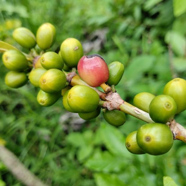 Cafe Object Detection Model by Cafe