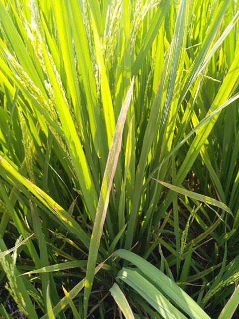 Paddy Leaf Disease Object Detection Dataset And Pre Trained Model By Thesis