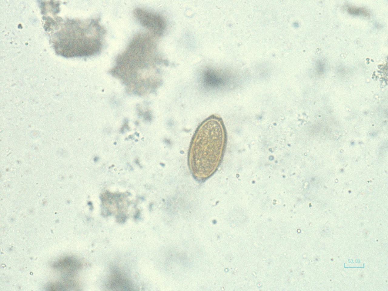 Validation Data Set Object Detection Dataset by University of Santo Tomas