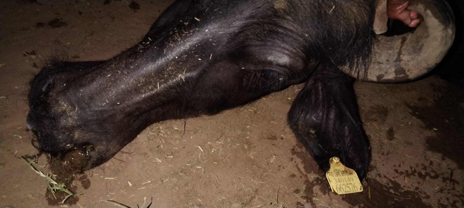 Cattle Object Detection Dataset and Pre-Trained Model by Insignia Consultancy Services