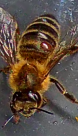 Bee Varroa Mite Detection Instance Segmentation Dataset by drona