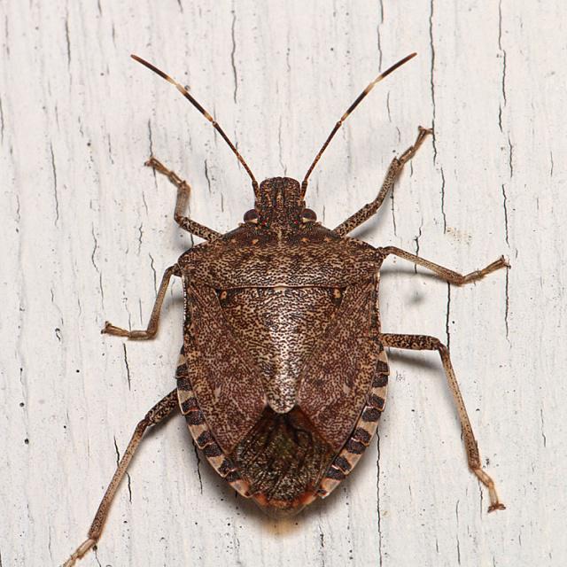 stink bugs-pre-HH Object Detection Model by wklabs