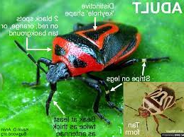stink bugs Object Detection Model by wklabs