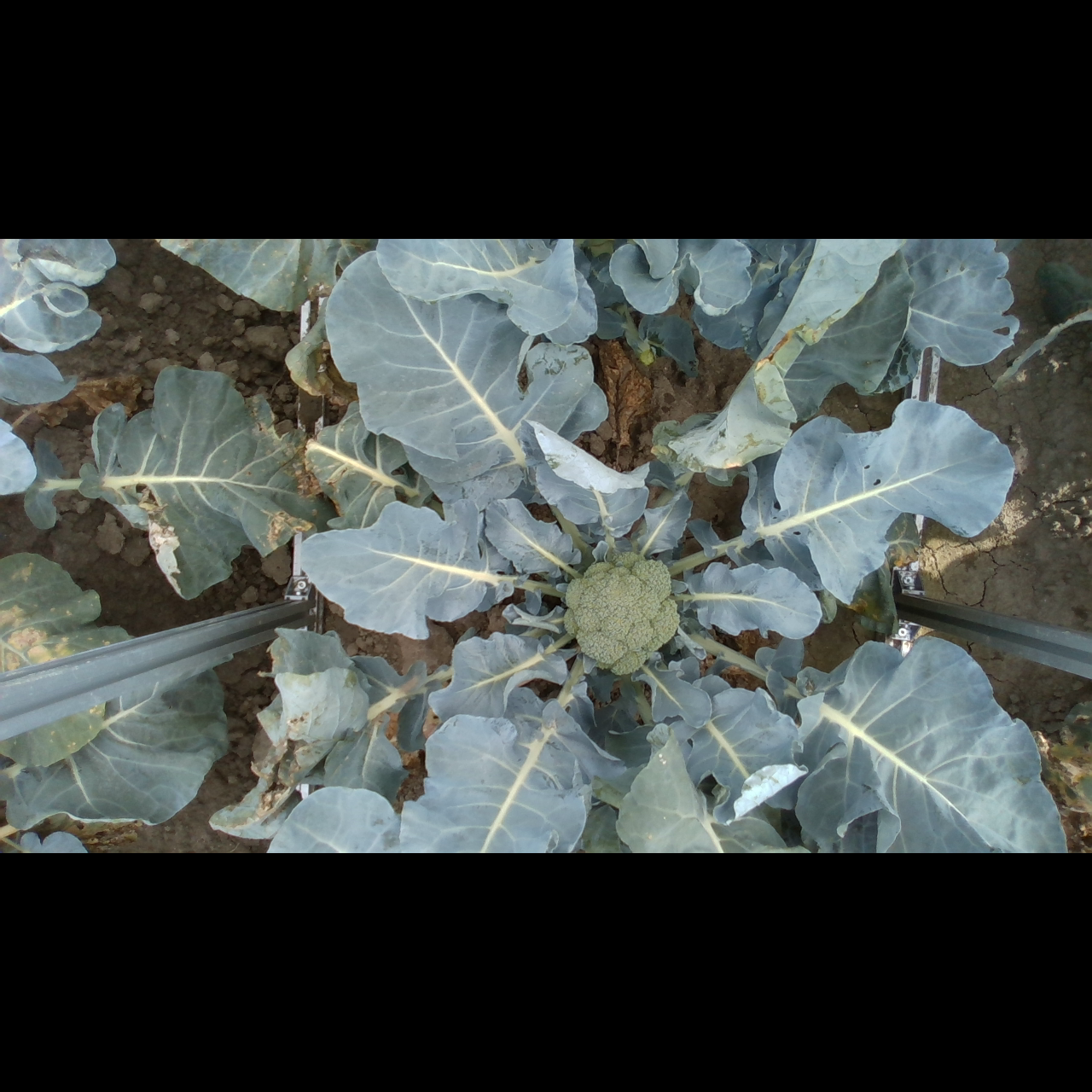 cross-val-1 Instance Segmentation Dataset by Broccoli