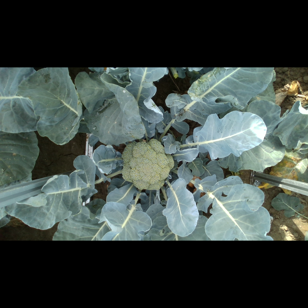 broccoli merge 3 Instance Segmentation Dataset by Broccoli