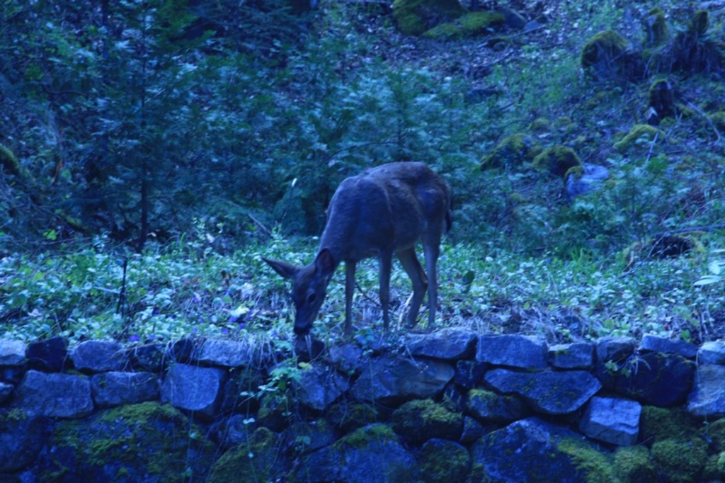 Deer Object Detection Dataset by My workspace