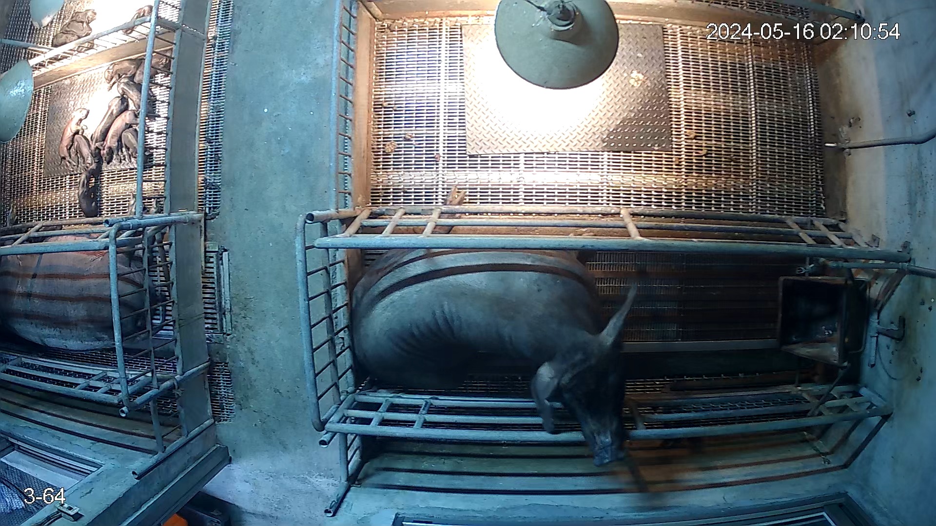 Pig Pose v3 Keypoint Detection Dataset by Maya