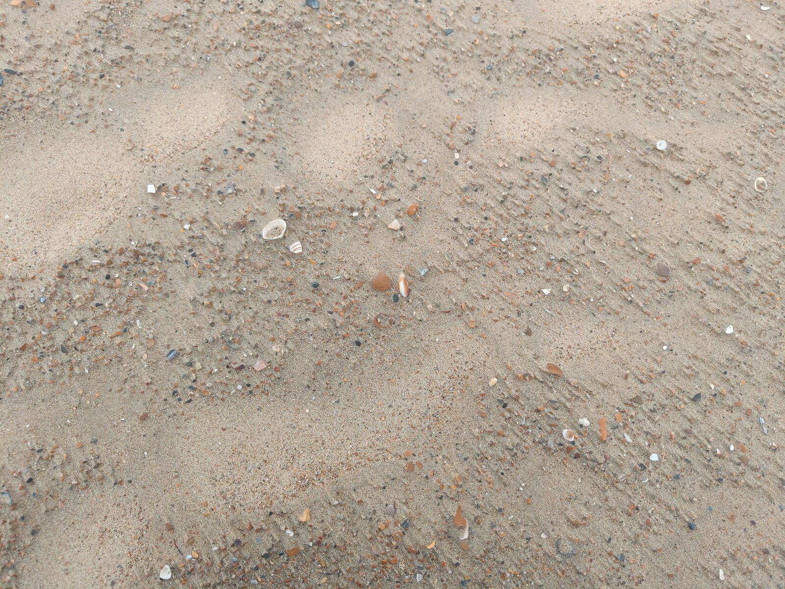 Counting shells Object Detection Model by bfmc