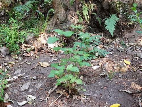 Potatoes Object Detection Dataset By Potatoes
