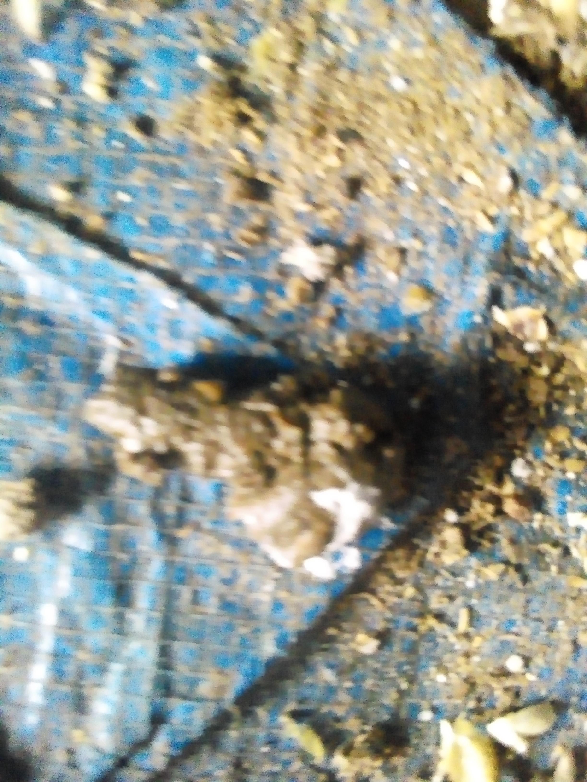 Final dataset Object Detection Dataset by Nishith Ranjan Biswas