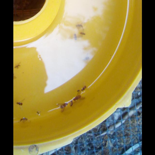 Fruit_Fly Object Detection Model by Example