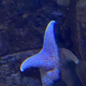 DeepSea Object Detection Dataset by DeepSea